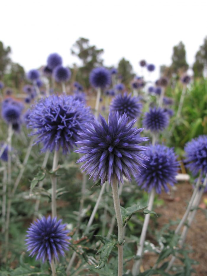 Blue Wave - Lisa Ellis Gardens
