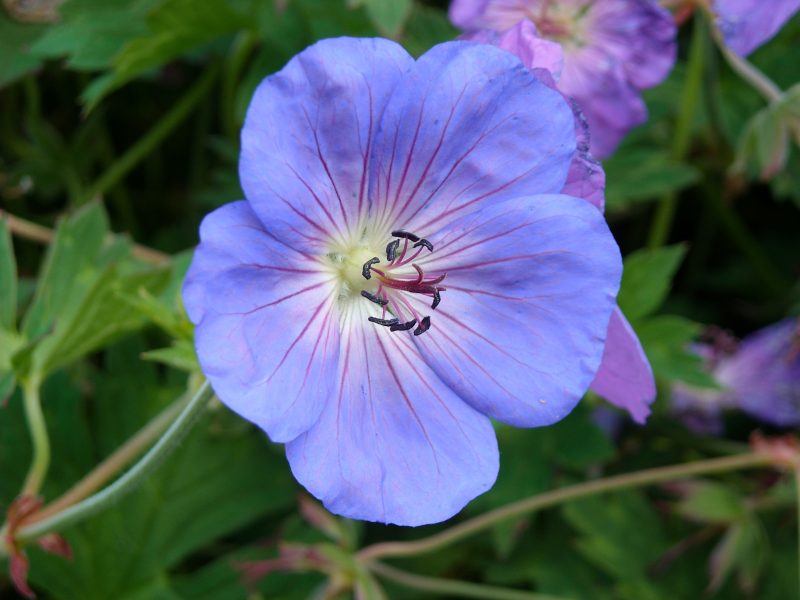 Blue Wave - Lisa Ellis Gardens
