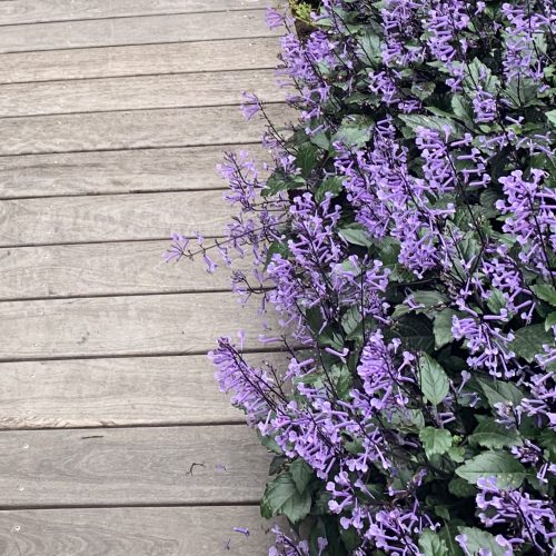 Blue Wave - Lisa Ellis Gardens