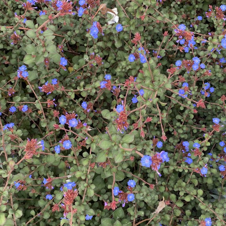 Blue Wave - Lisa Ellis Gardens