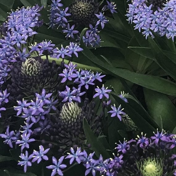 Blue Wave - Lisa Ellis Gardens