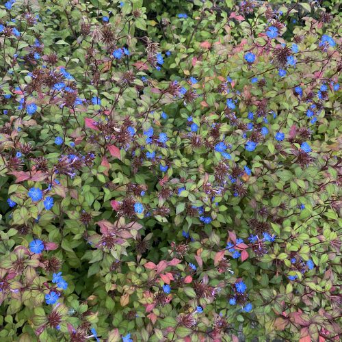 Blue Wave - Lisa Ellis Gardens