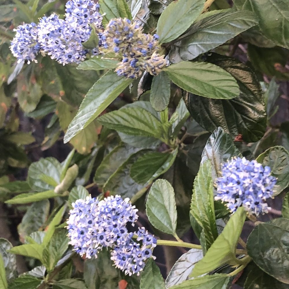 Blue Wave - Lisa Ellis Gardens