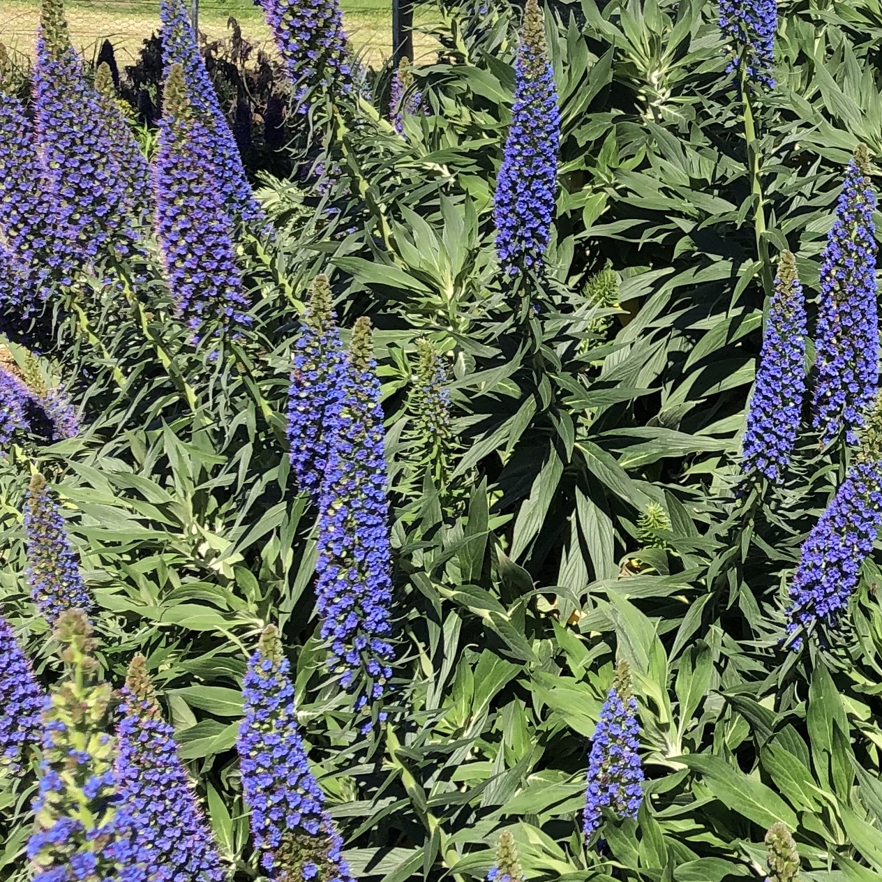 Blue Wave - Lisa Ellis Gardens