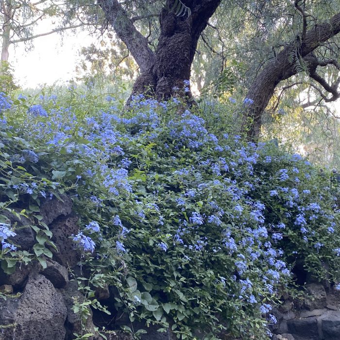 Blue Wave - Lisa Ellis Gardens