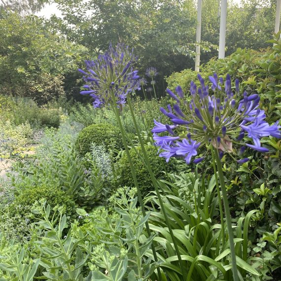 Blue Wave - Lisa Ellis Gardens