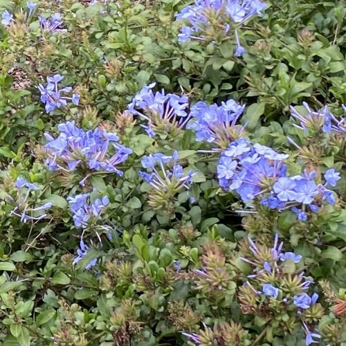 Blue Wave - Lisa Ellis Gardens