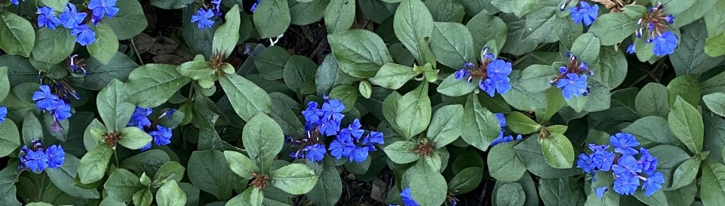 Blue Wave - Lisa Ellis Gardens